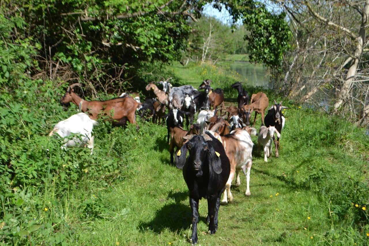 Fête de la chèvre et du caillé doux à Saint Félicien – communiqué ...